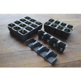 24 Cell Fast Root Plant Cells