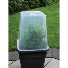 25cm Square Cloche Cover